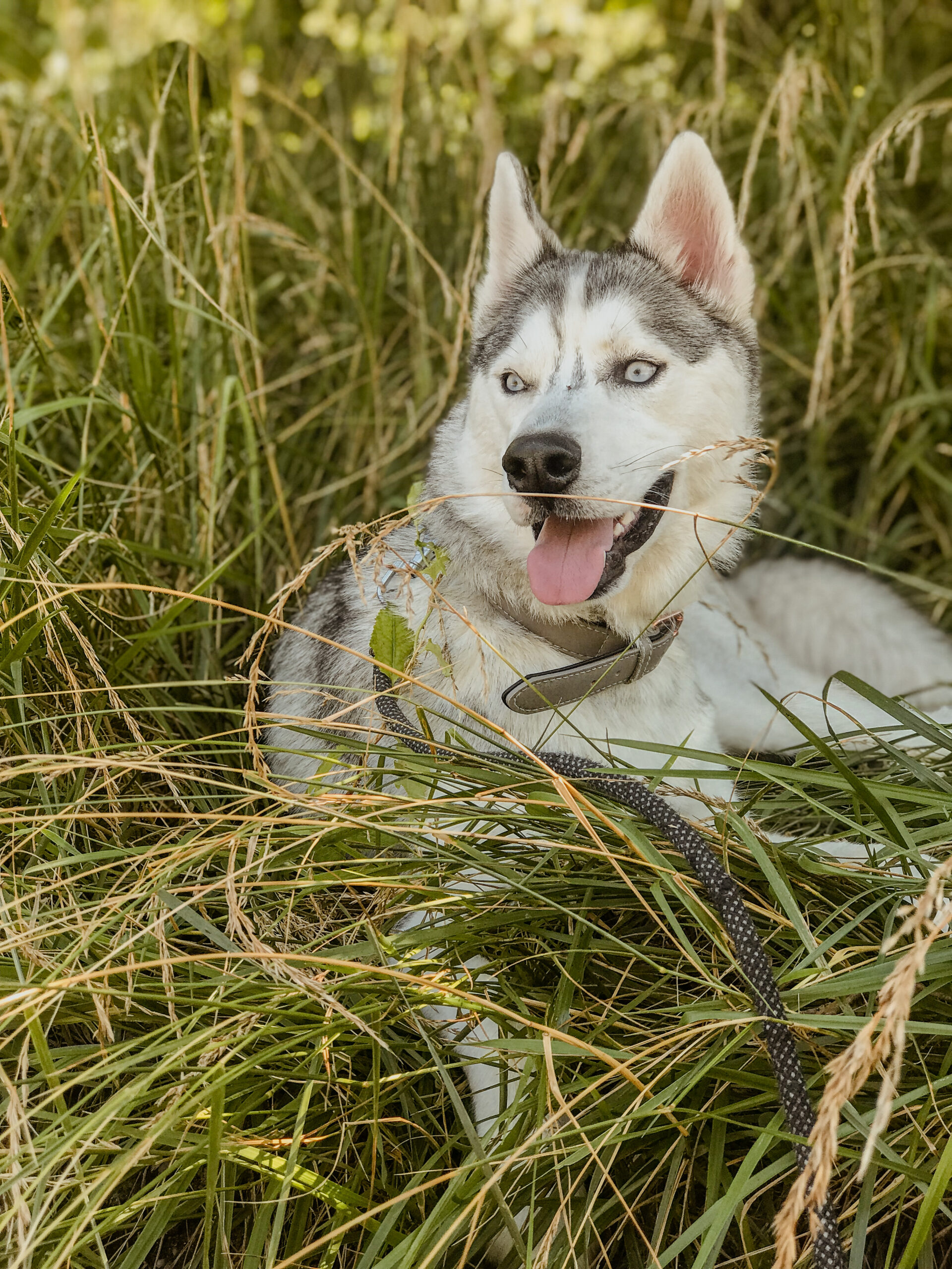 Dog Essentials | A Guide from your Favorite Husky, Ghost - IsabelxMarie